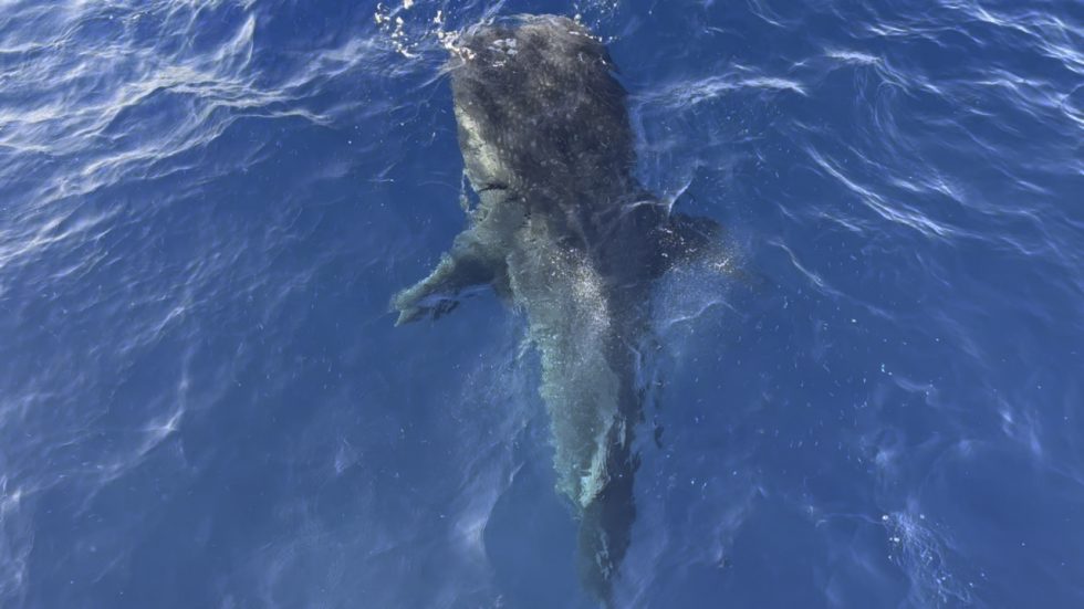 Tiere im Roten Meer in Ägypten – gefährlich beim Schwimmen?